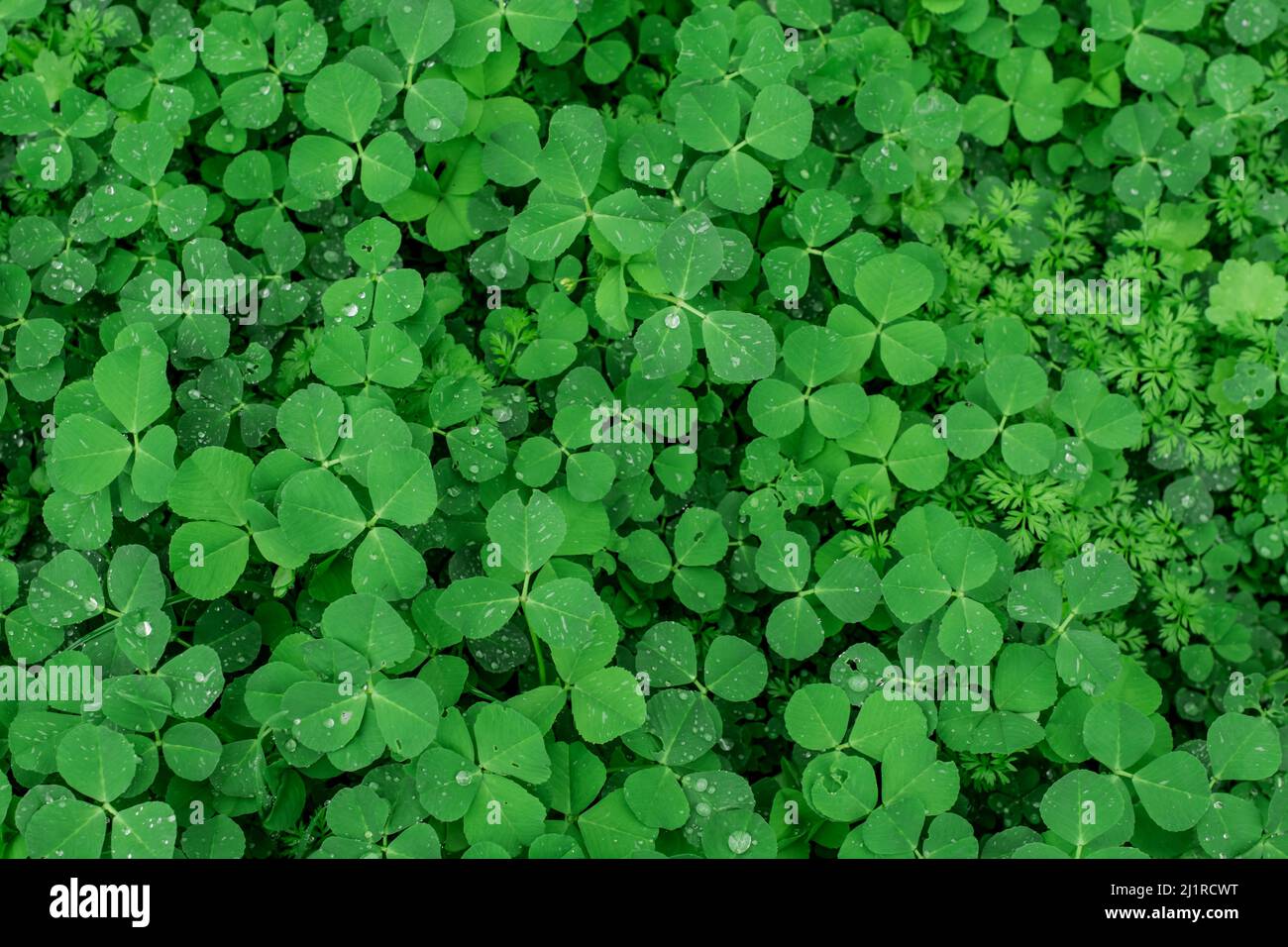 Green grass texture for background. Green lawn pattern Stock Photo - Alamy