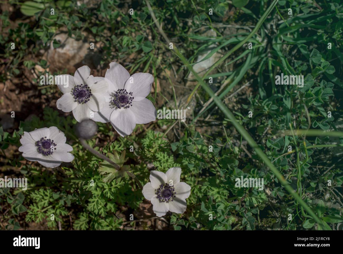 Branched anemone hi-res stock photography and images - Alamy