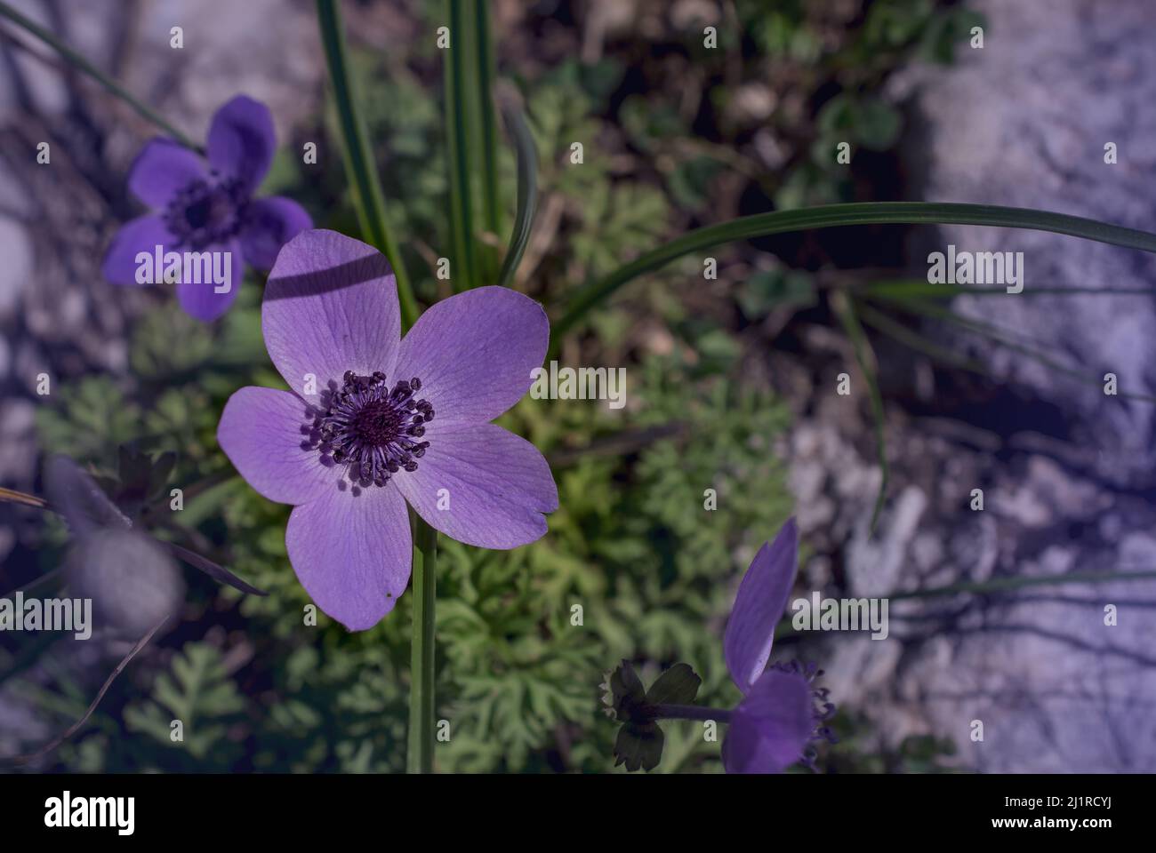 Purple violet anemone coronaria hi-res stock photography and images - Alamy