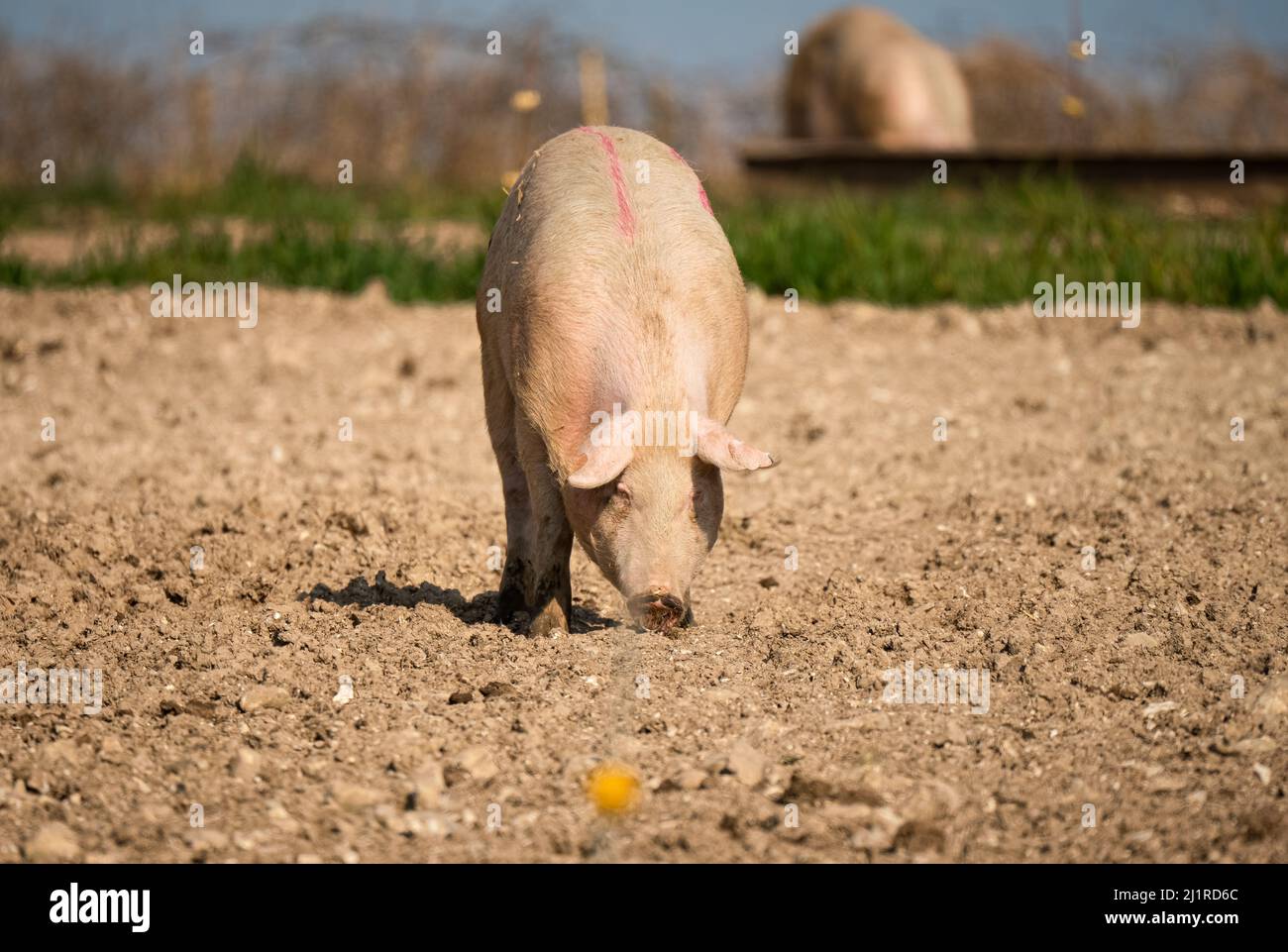 free range Danish landrace (Sus scrofa domesticus) pig at large on a ...