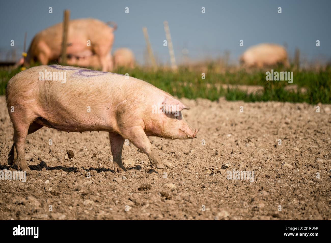 Porky pig hi-res stock photography and images - Alamy