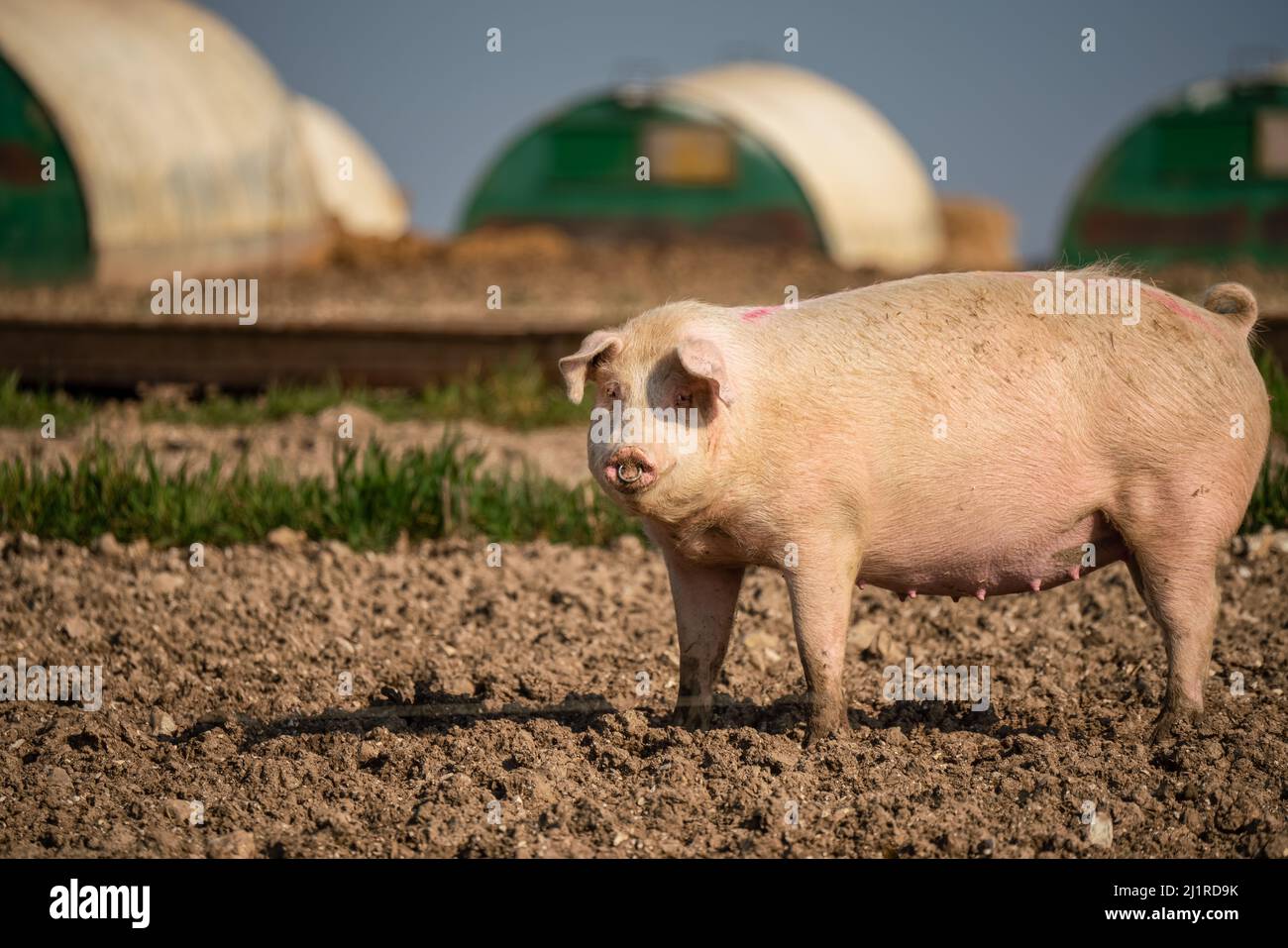 free range Danish landrace (Sus scrofa domesticus) pig at large on a ...