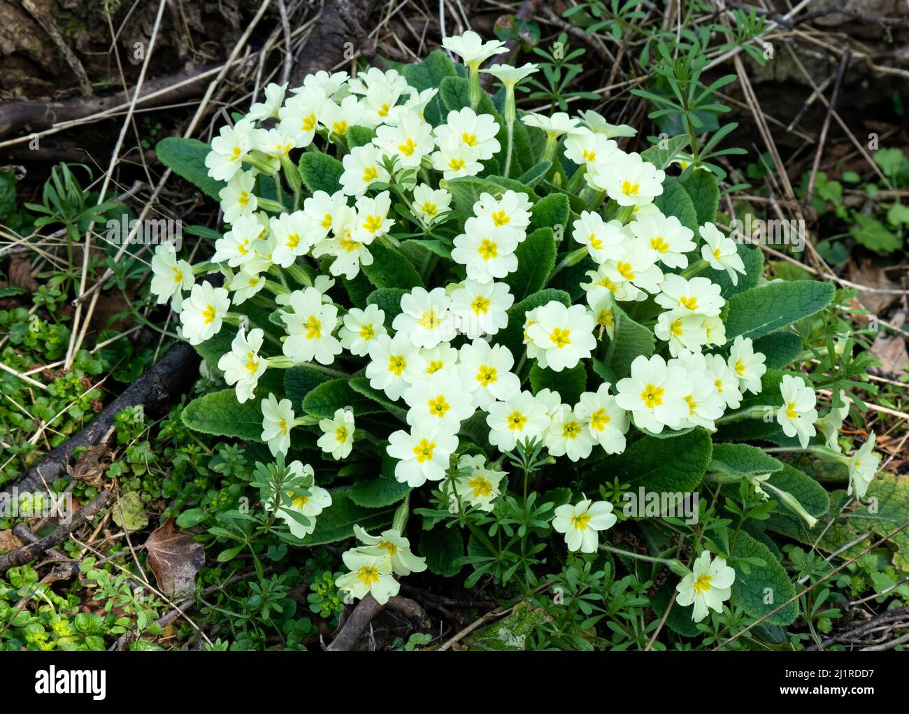 wild primrose flowers (Primula vulgaris), signs of spring Stock Photo ...