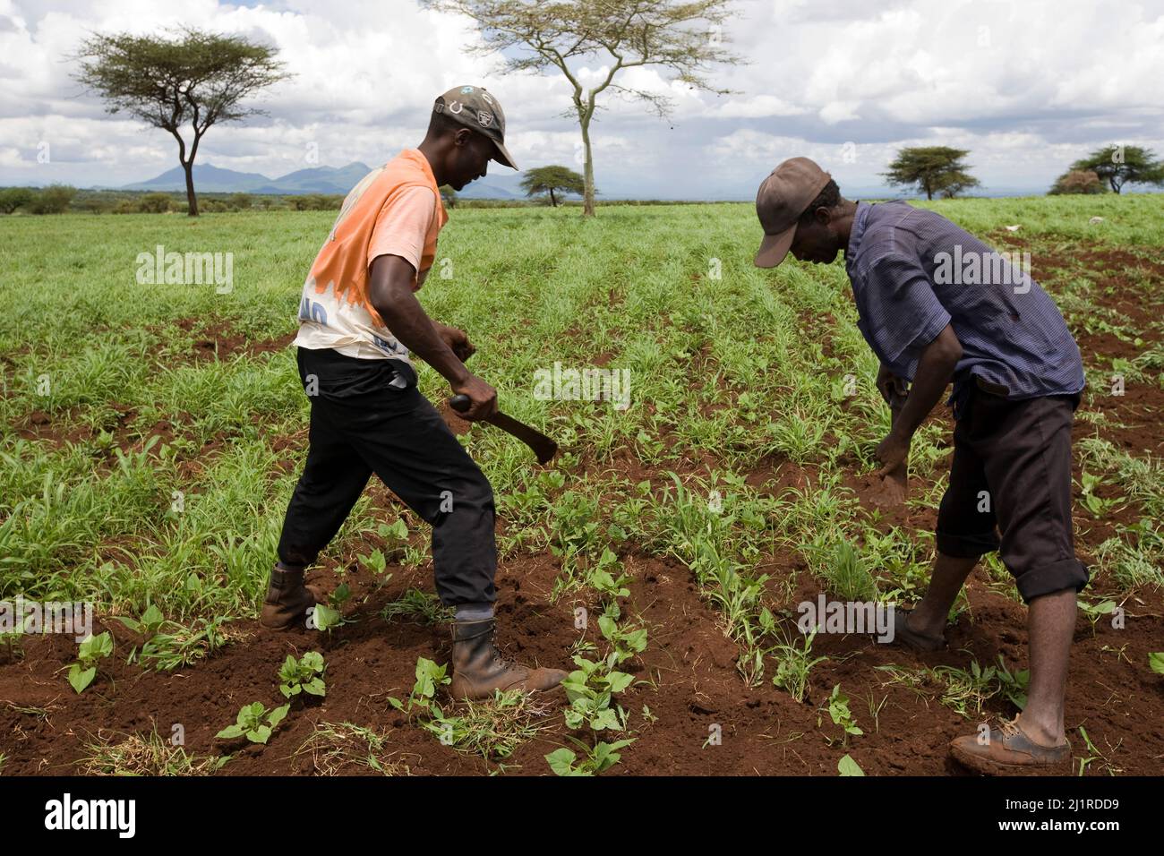 Kenya farmers hi-res stock photography and images - Alamy
