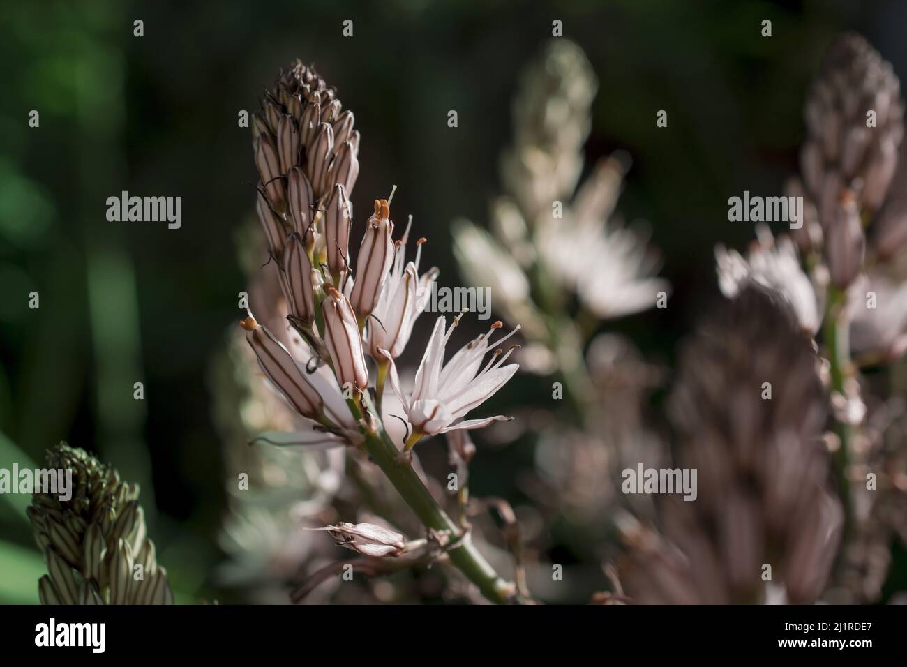 Asphodelus ramosus (branched asphodel) flower Stock Photo - Alamy