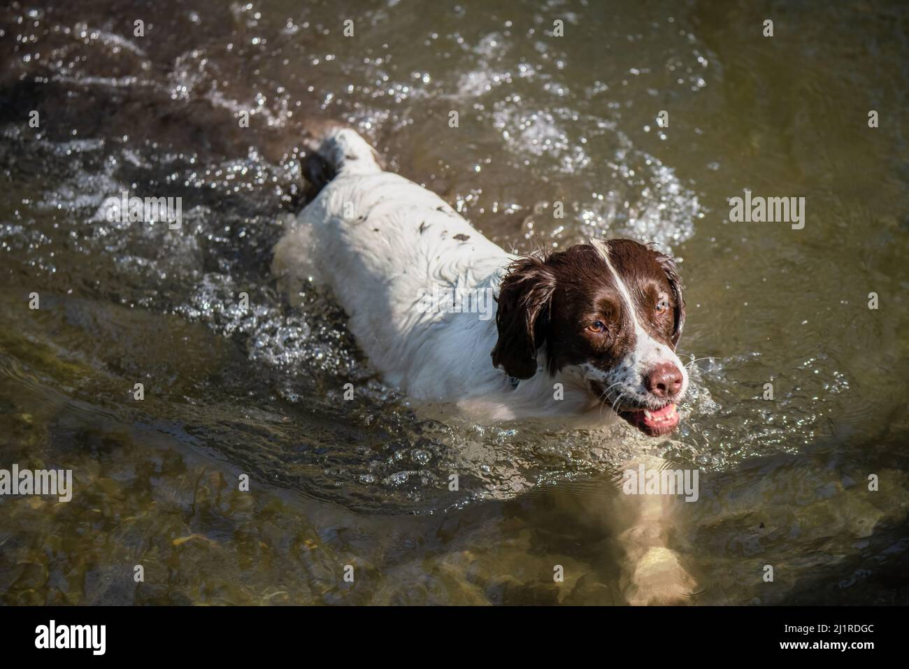 a white with dark brown patches springer spaniel swimming in a river ...