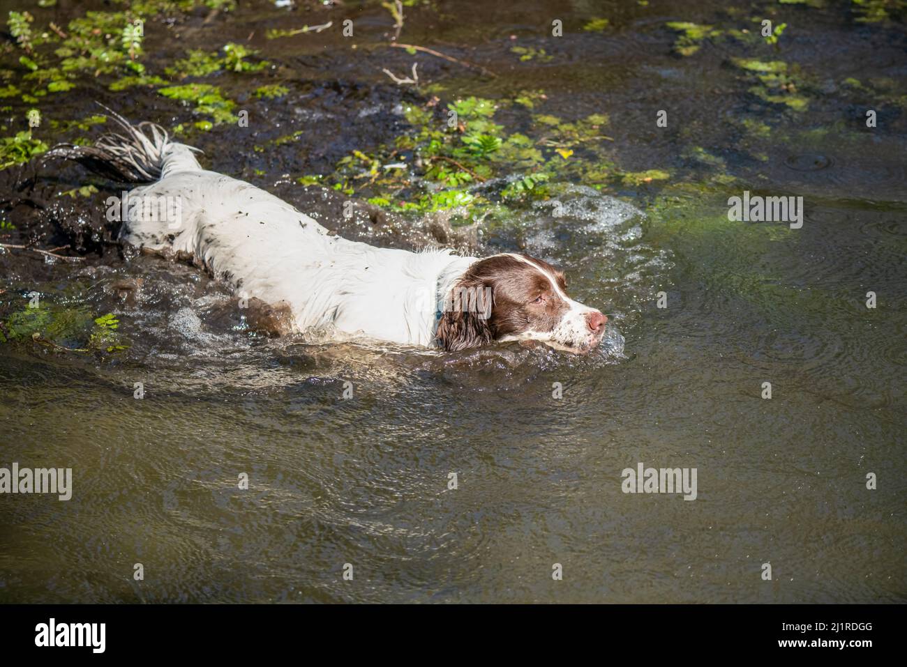 a white with dark brown patches springer spaniel swimming in a river ...