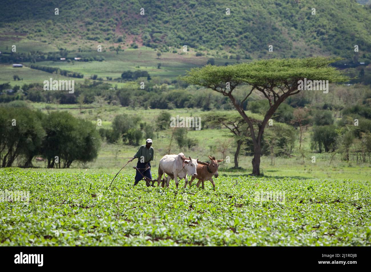 Farmers working on their land, Meru, Kenya Stock Photo - Alamy