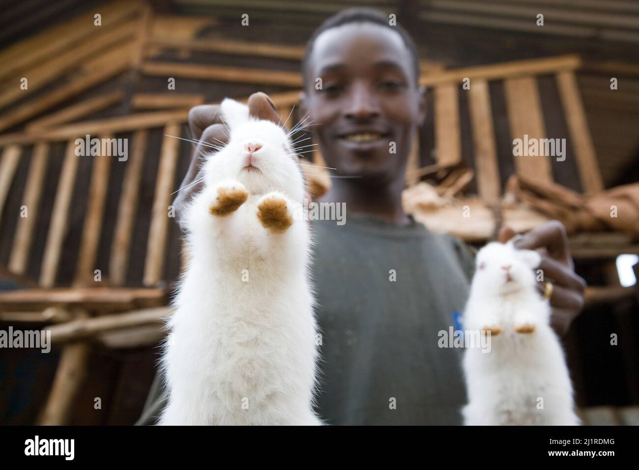 African rabbits hi-res stock photography and images - Alamy