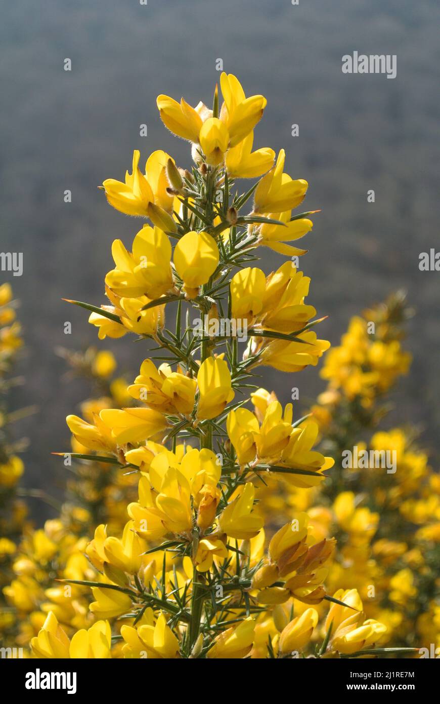 Yellow gorse flowers ( ulex europaeus ) in bloom in Dartmoor National ...