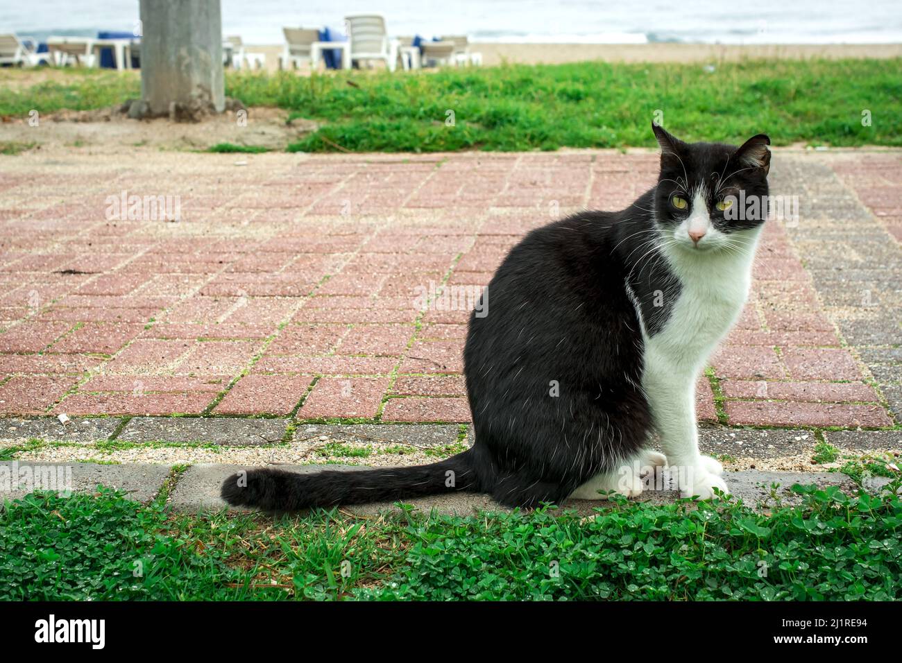 wild cats animals in the park of Alanya Turkey Stock Photo - Alamy