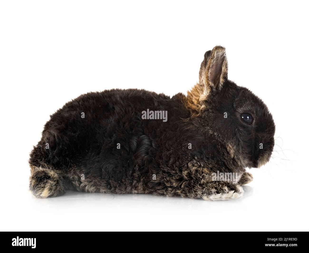Rex rabbit in front of white background Stock Photo - Alamy