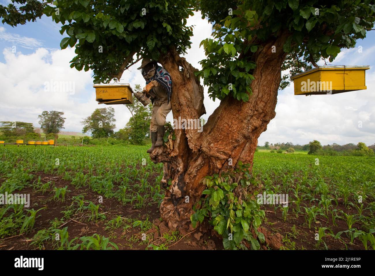 Bee-keeping and honey project, Mercy, in white bee suit. This is a ...