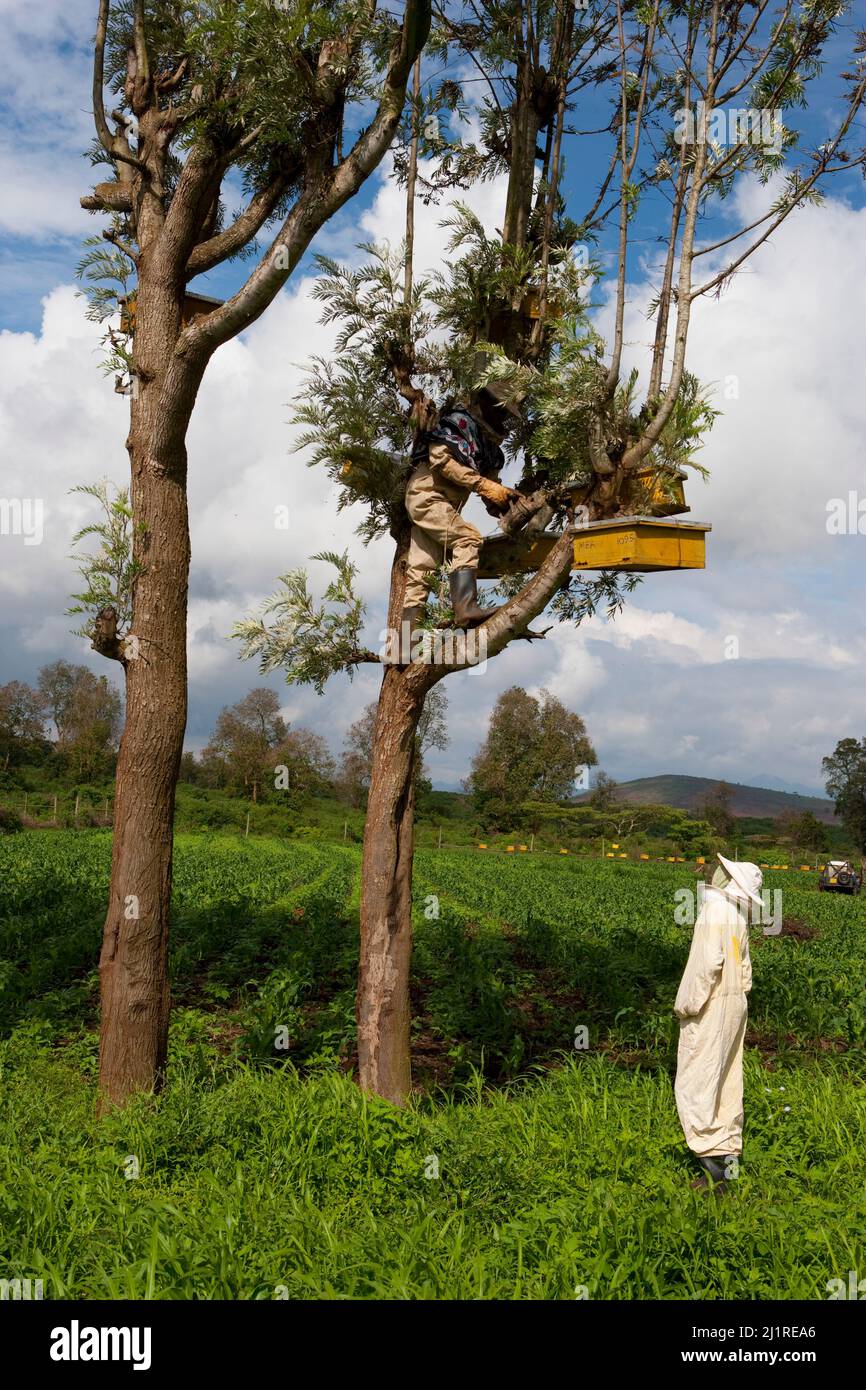 Bee-keeping and honey project, Mercy, in white bee suit. This is a ...