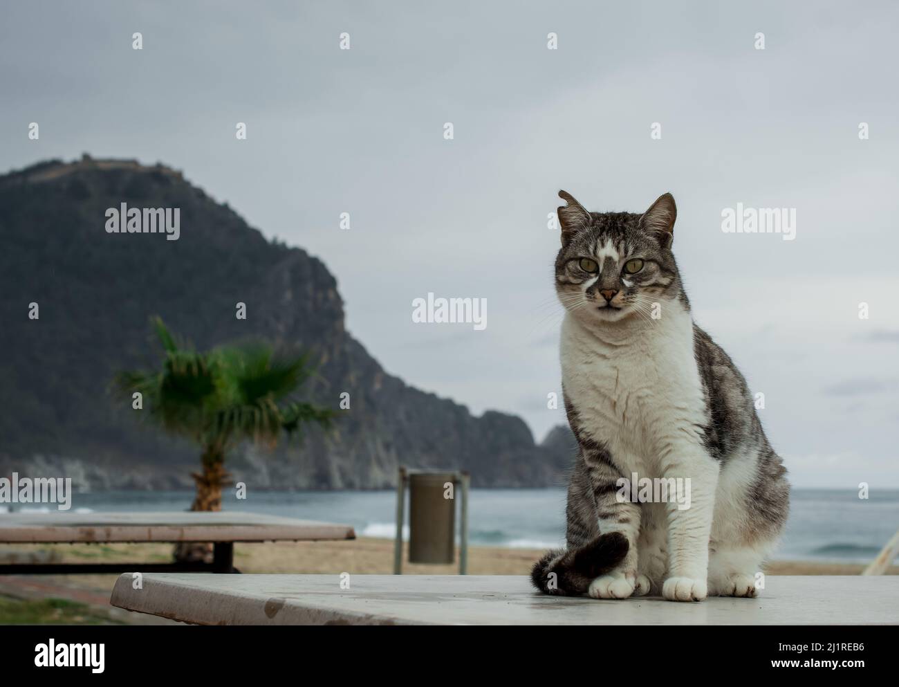 wild cats animals in the park of Alanya Turkey Stock Photo - Alamy