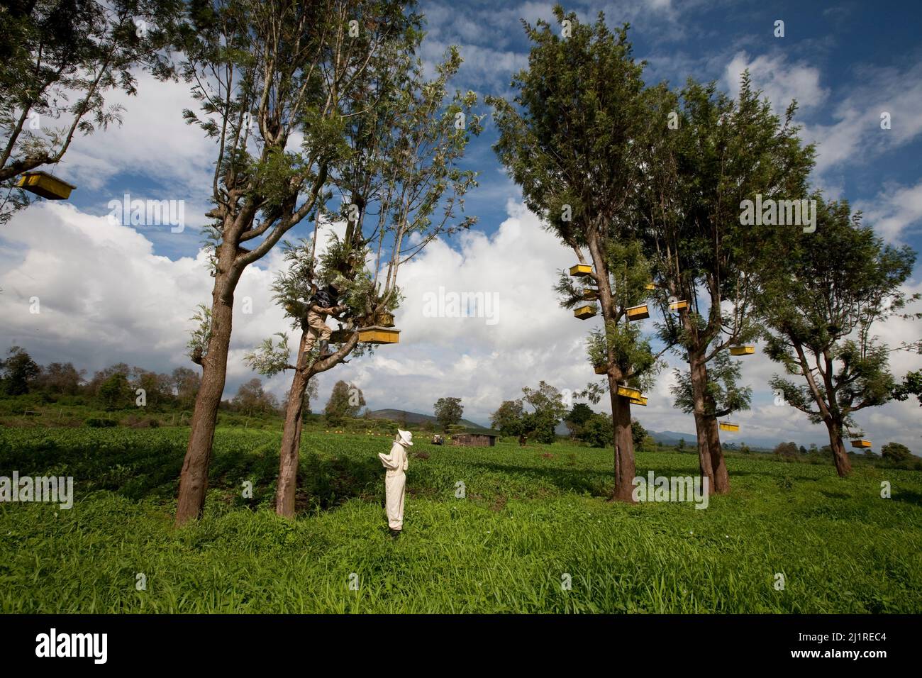 Bee-keeping and honey project, Mercy, in white bee suit. This is a ...