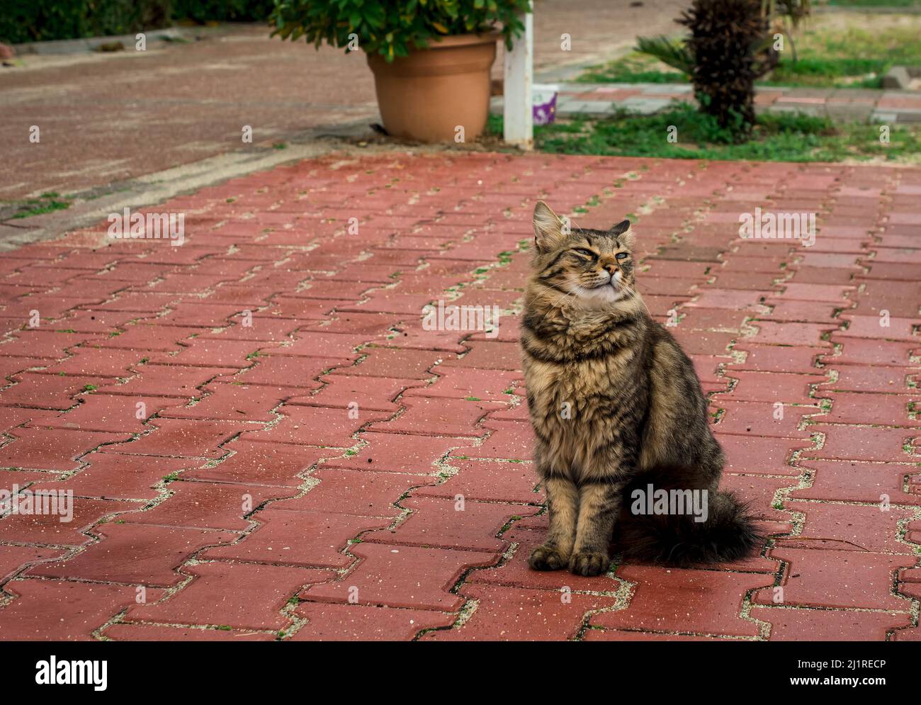 wild cats animals in the park of Alanya Turkey Stock Photo - Alamy
