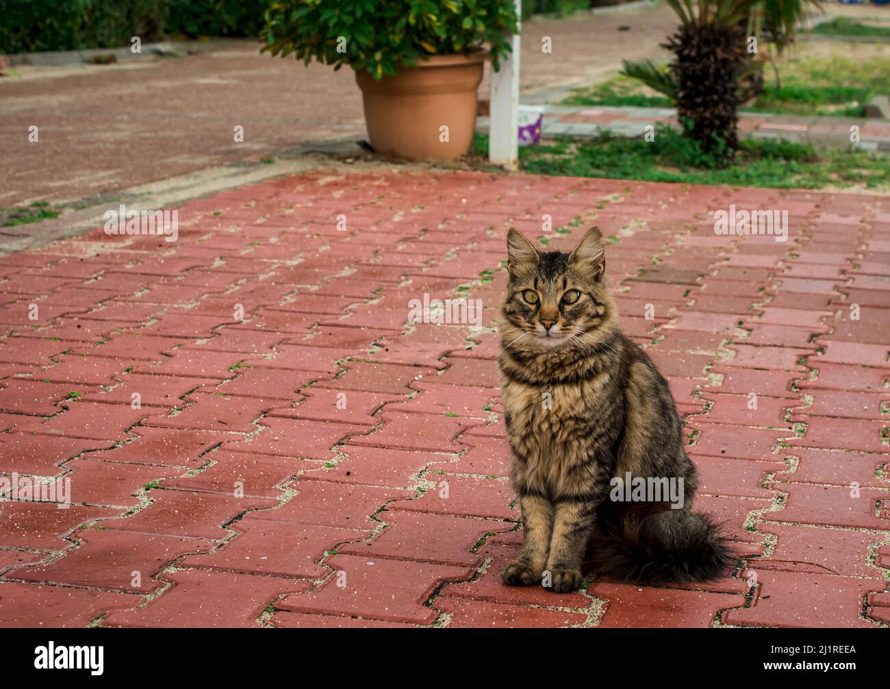 wild cats animals in the park of Alanya Turkey Stock Photo - Alamy