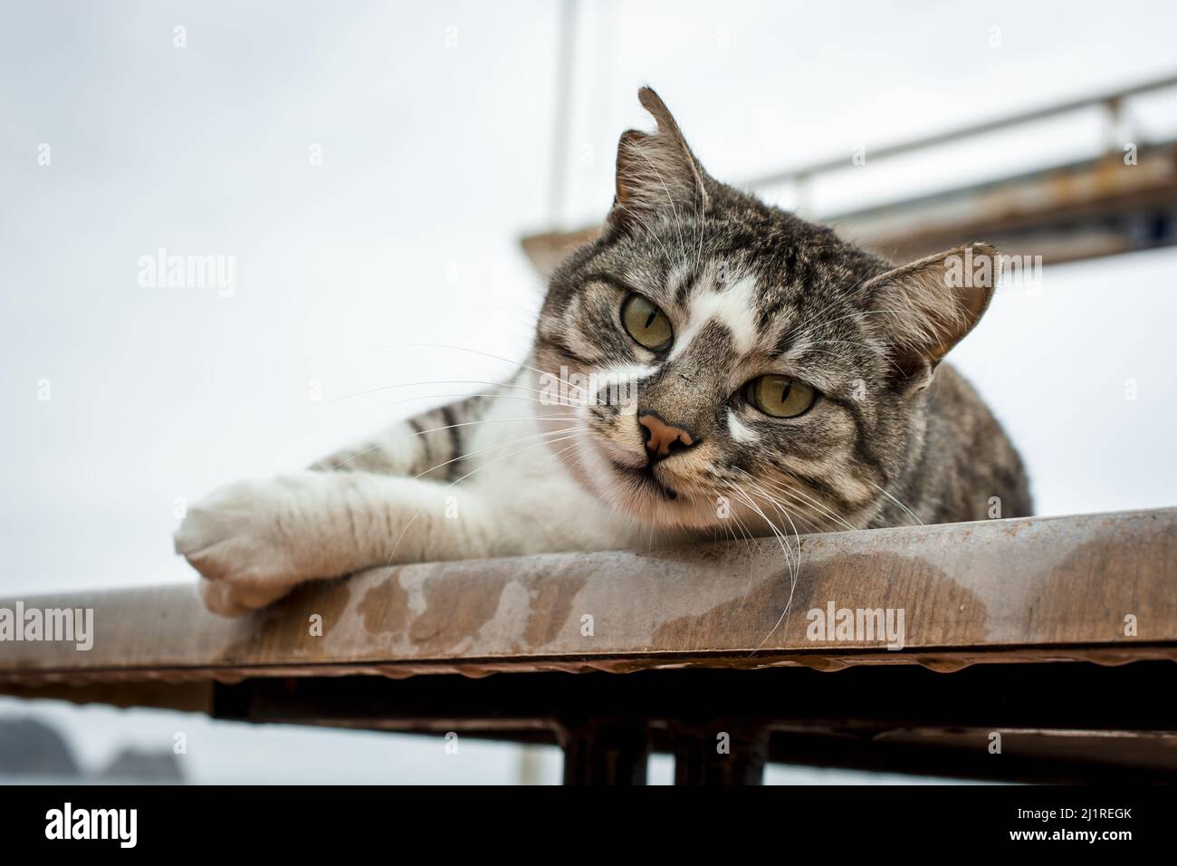 wild cats animals in the park of Alanya Turkey Stock Photo - Alamy