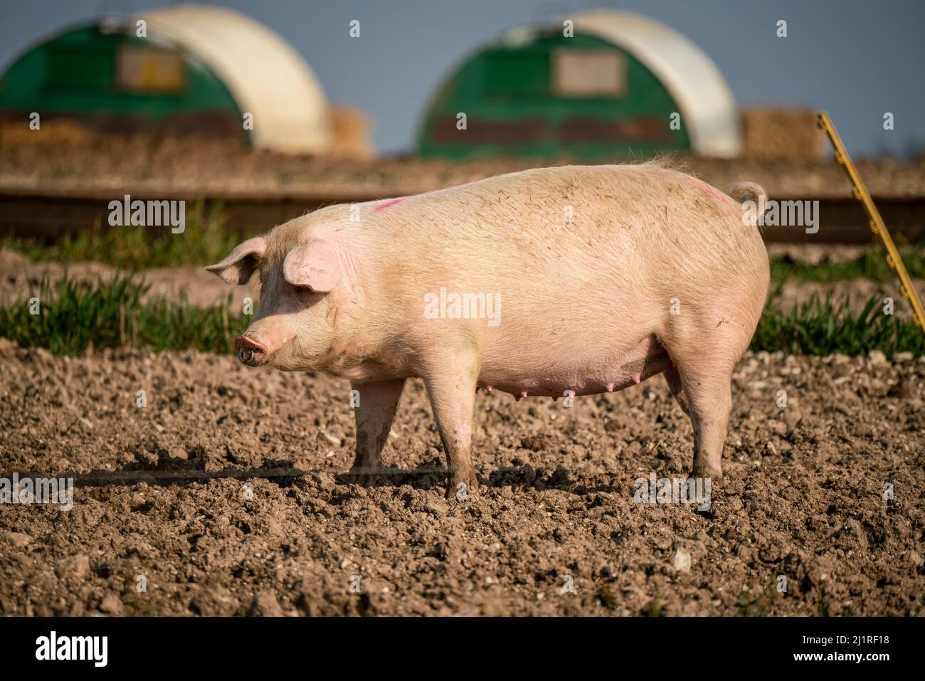 free range Danish landrace (Sus scrofa domesticus) pig at large on a ...