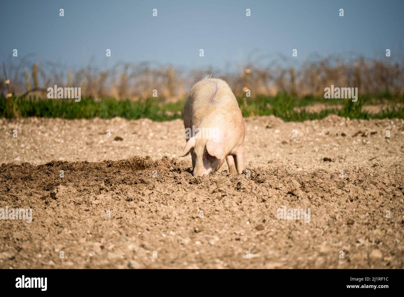 Landrace Cow With Calf High Resolution Stock Photography and Images - Alamy