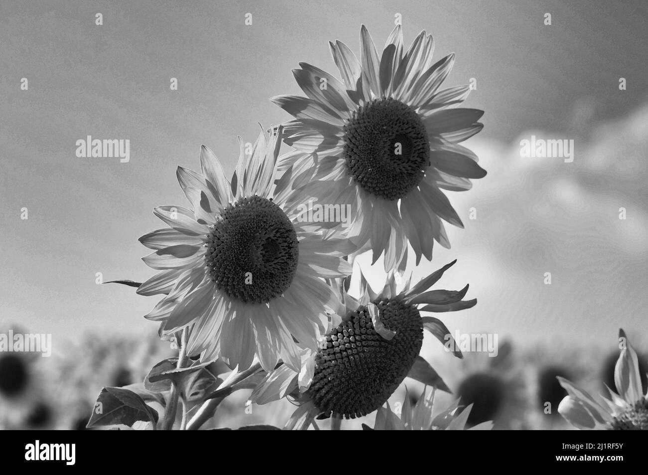 Different aspect of design Stock Photo - Alamy