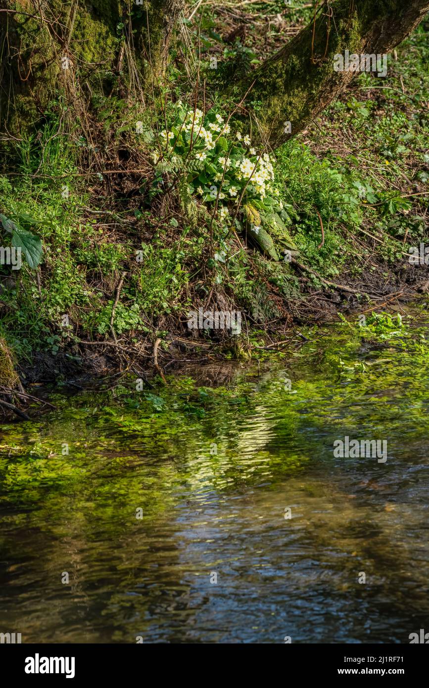 wild primrose flowers (Primula vulgaris) and reflection in a stream ...