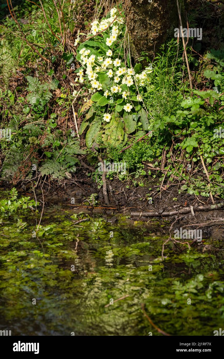 wild primrose flowers (Primula vulgaris) and reflection in a stream ...