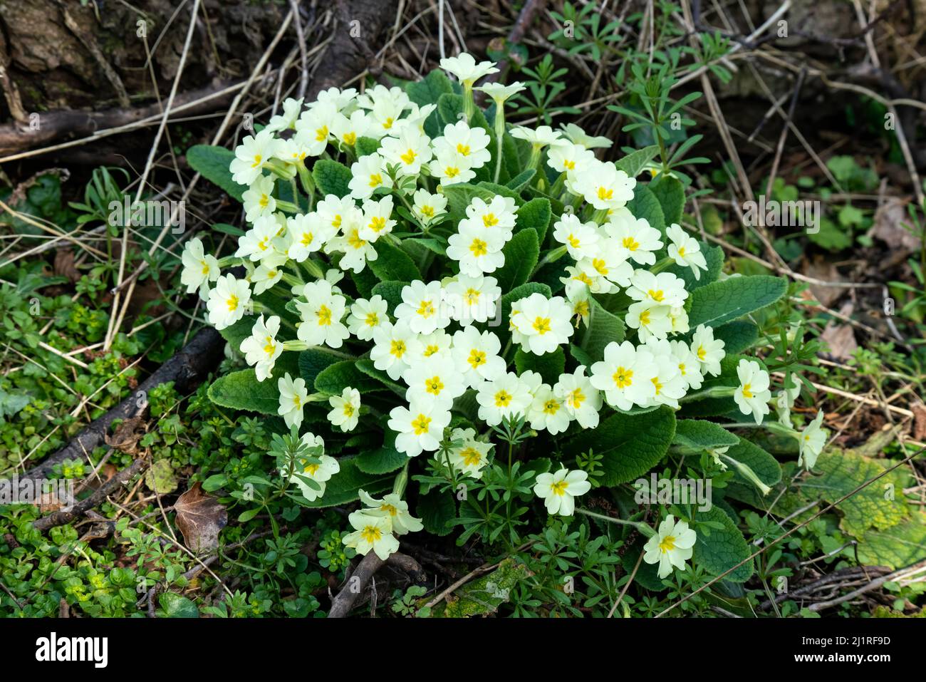 wild primrose flowers (Primula vulgaris), signs of spring Stock Photo ...