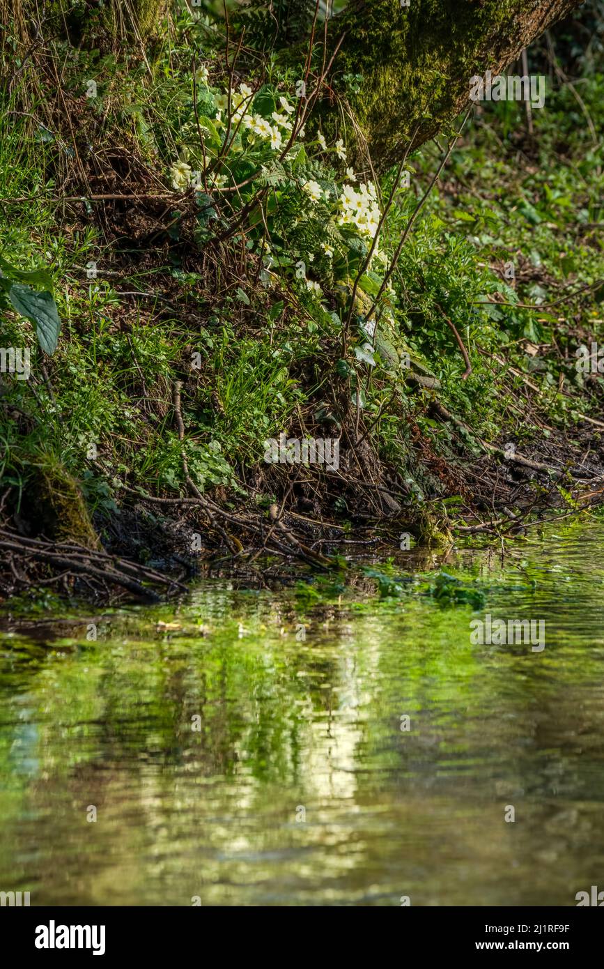 wild primrose flowers (Primula vulgaris) and reflection in a stream ...