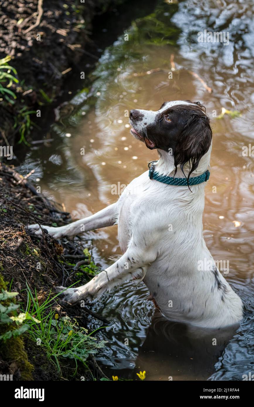 Springer spaniel brown and white hi-res stock photography and images ...