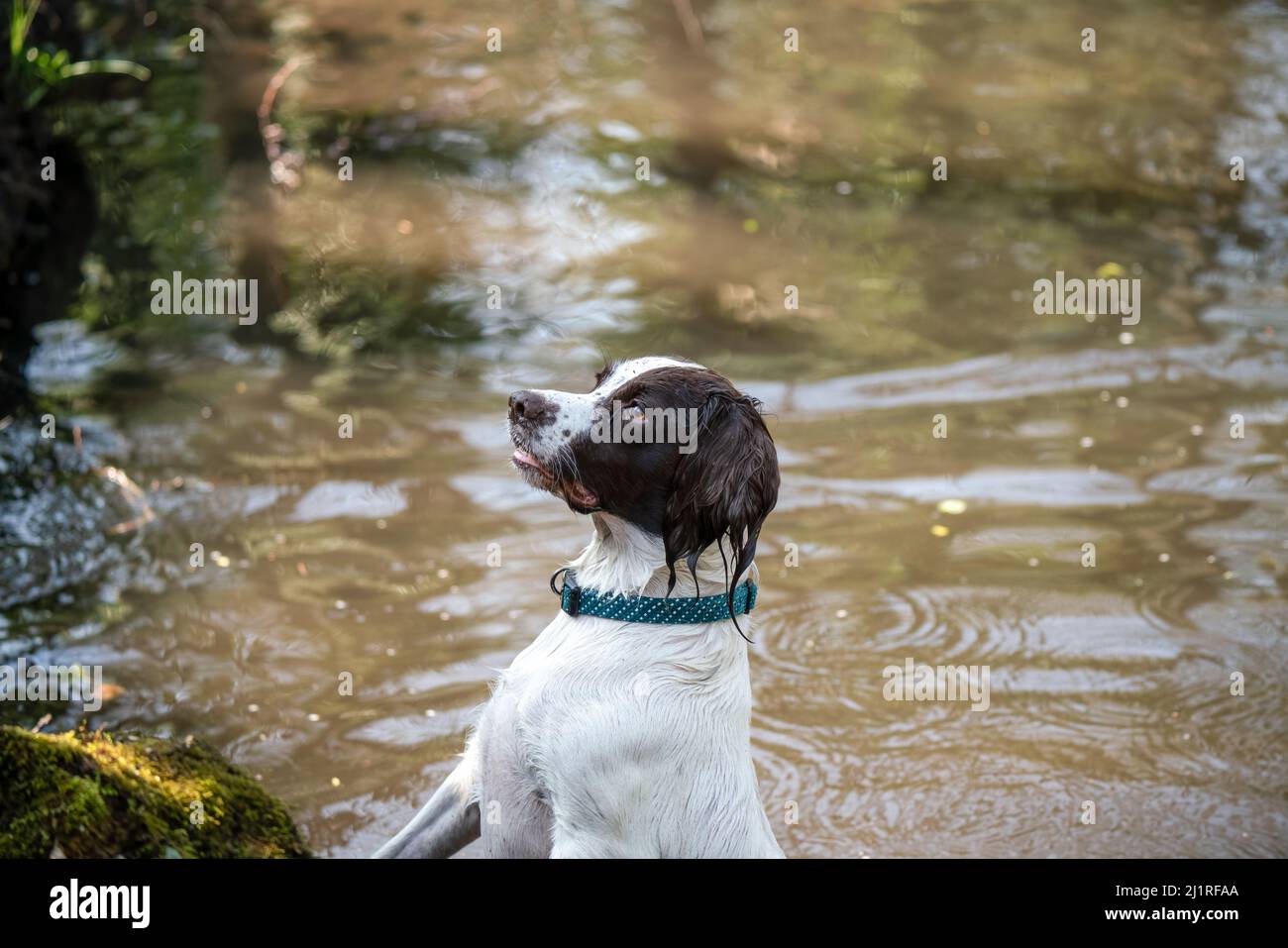 Springer spaniel brown and white hi-res stock photography and images ...