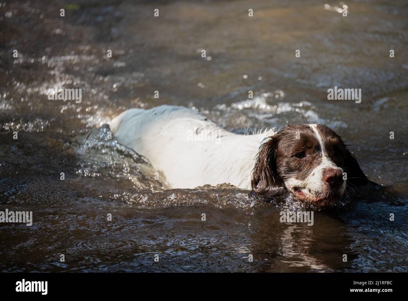 a white with dark brown patches springer spaniel swimming in a river ...
