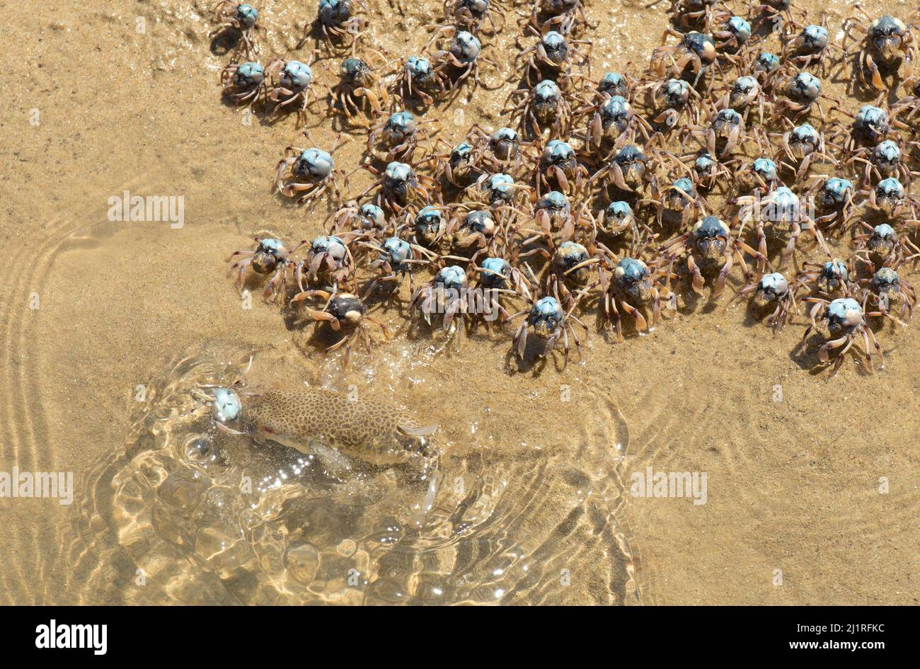 Toad fish hi-res stock photography and images - Alamy