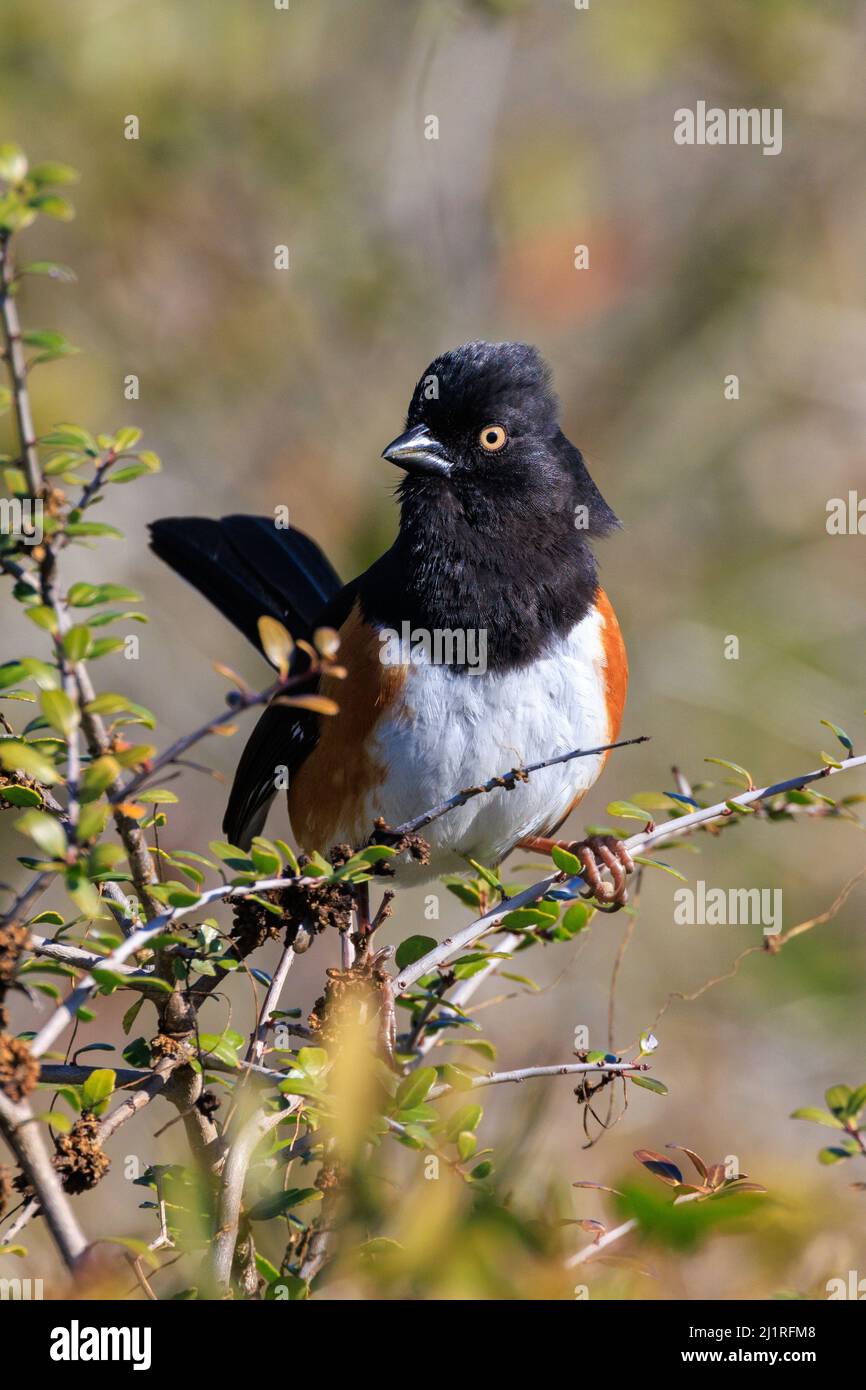 Eastern towhee hi-res stock photography and images - Alamy