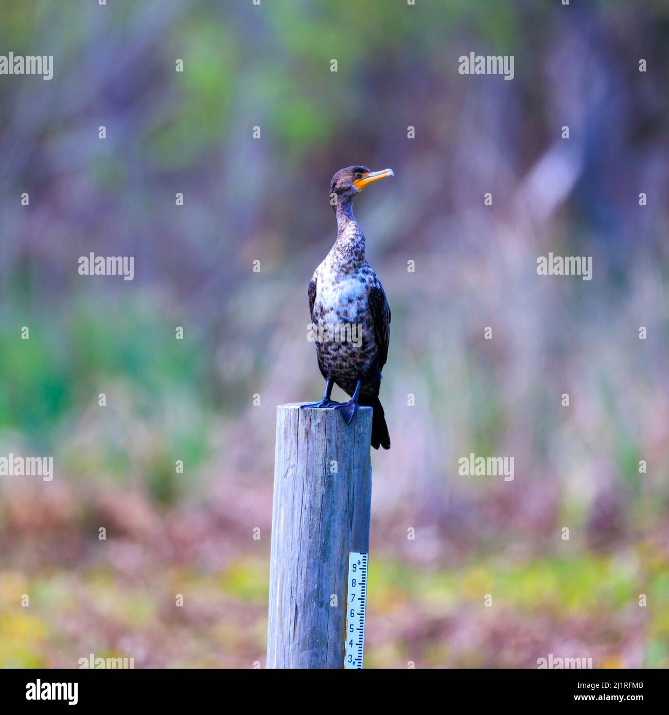 Cormorant on post Stock Photo - Alamy