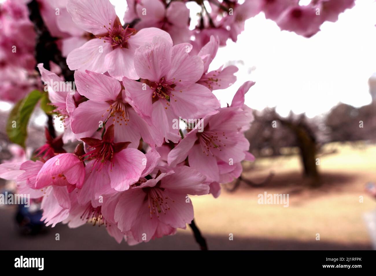 Cherry blossoms and park. Japanese sakura. Background and blog ...