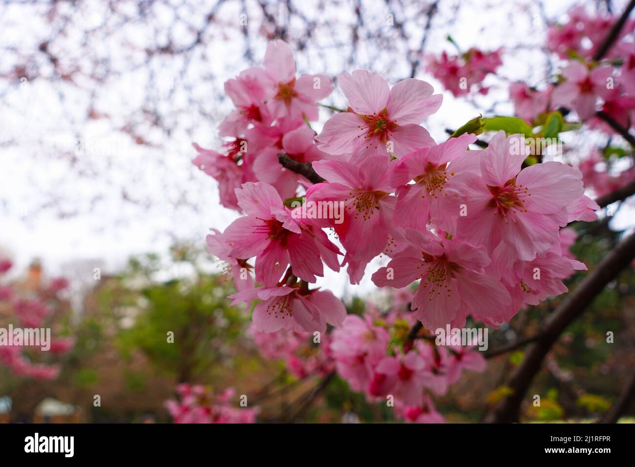 Beautiful cherry blossoms. Japanese sakura. Background and blog ...