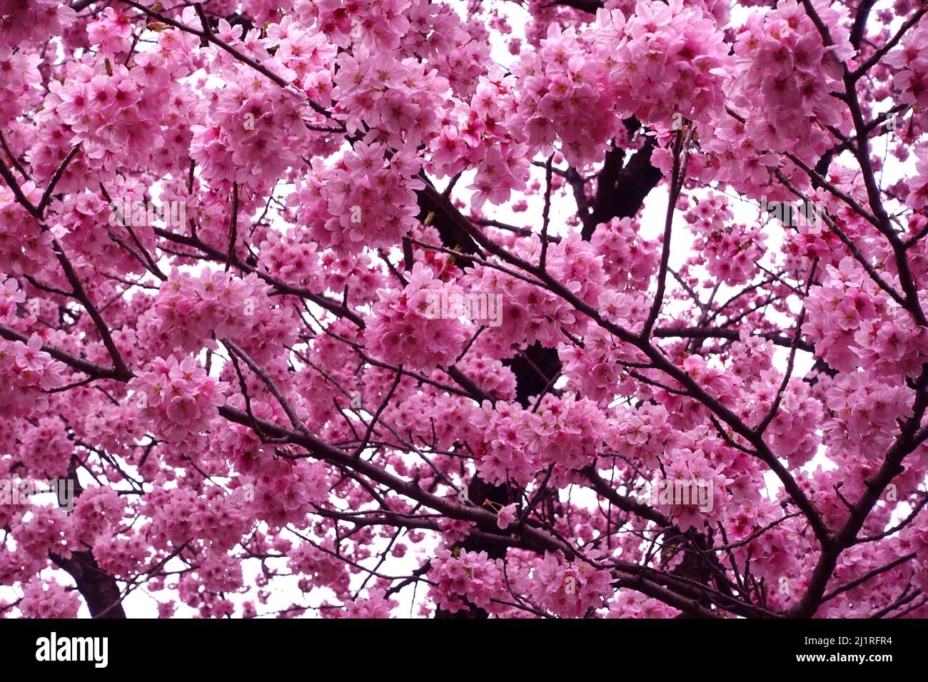 Cherry blossoms in full bloom. Japanese sakura. Background and blog ...