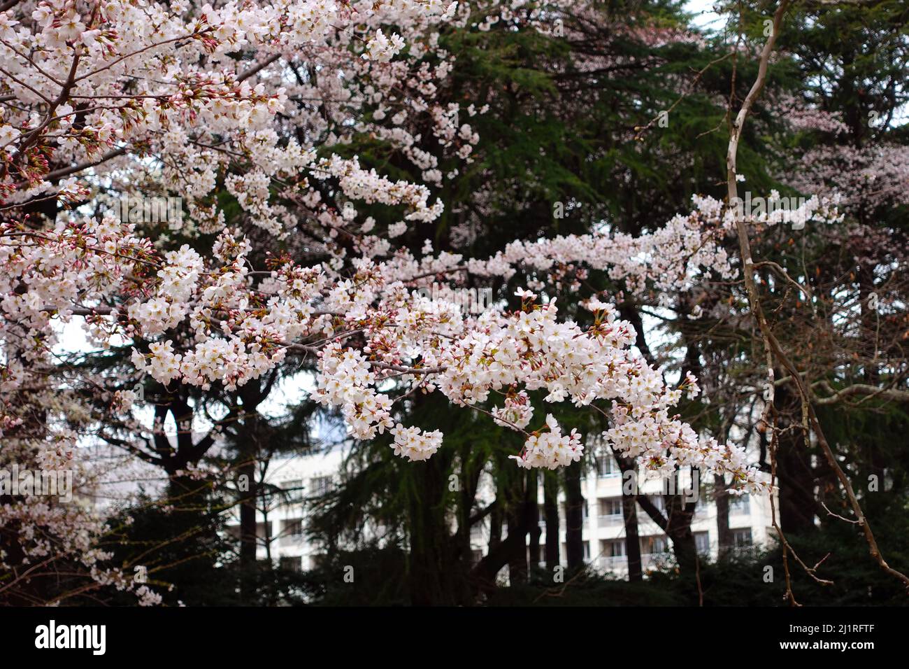 Cherry blossoms and trees. Sakura in Japan. Background and blog ...