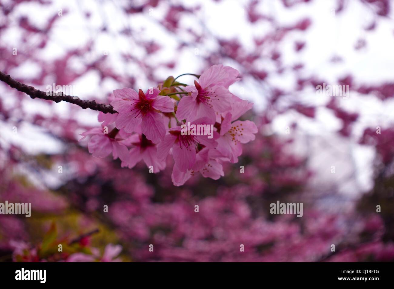 Fantastic cherry blossoms. Japanese sakura. Background and blog ...