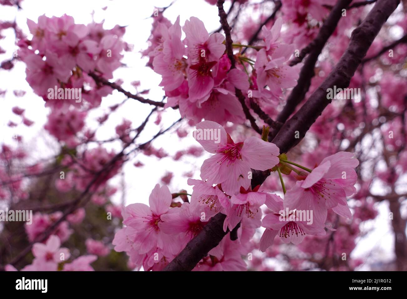 Cherry blossoms with leaves beginning to fall. Background and blog ...