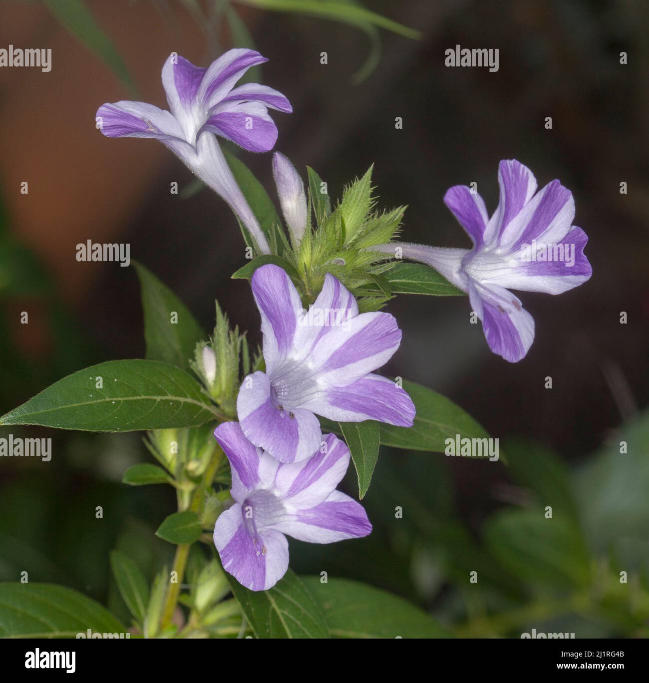 Unusual and beautiful mauve and white striped flowers and green leaves ...