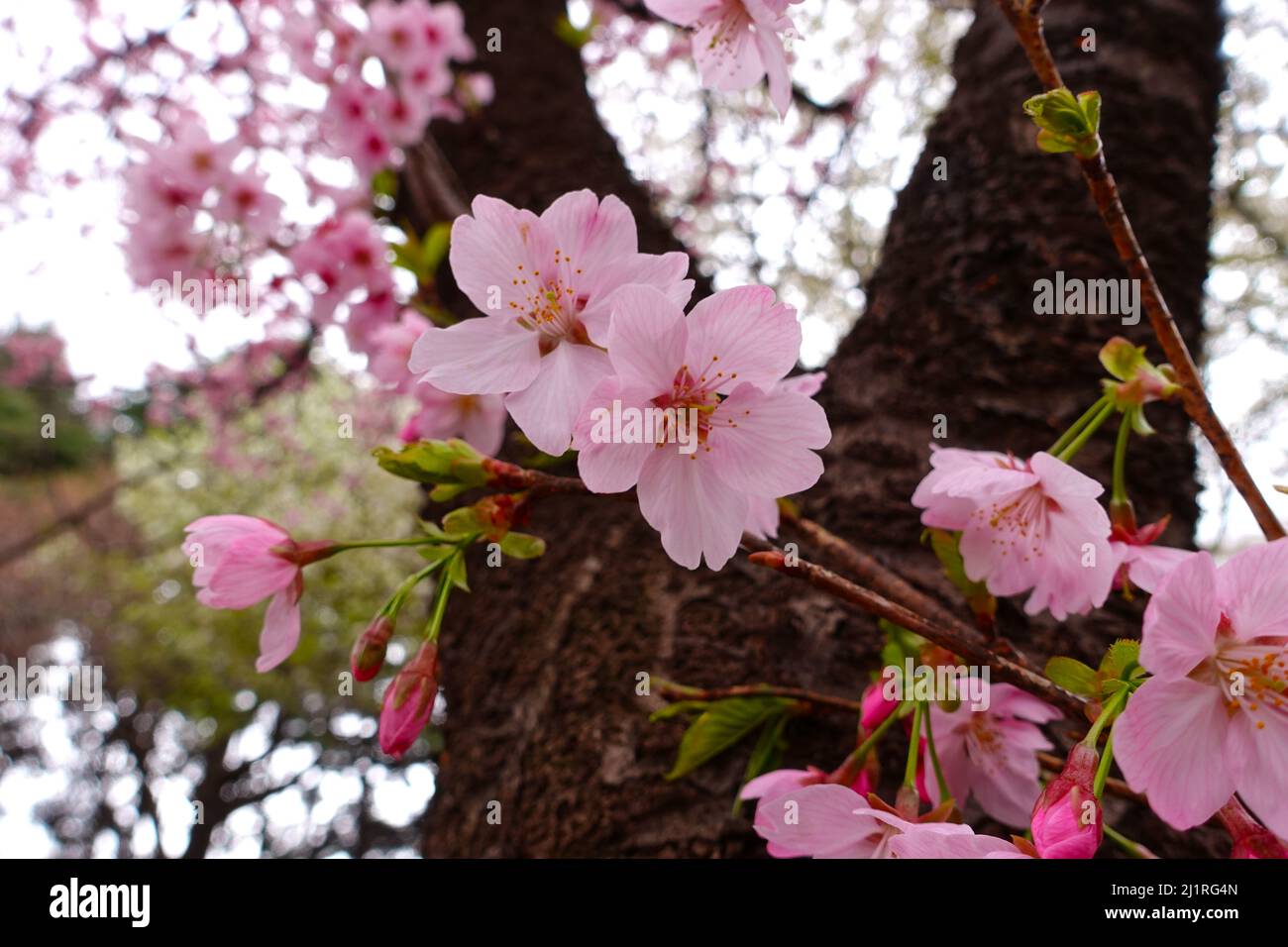 Cherry blossoms and tree. Pink sakura flowers in japan. Background and ...