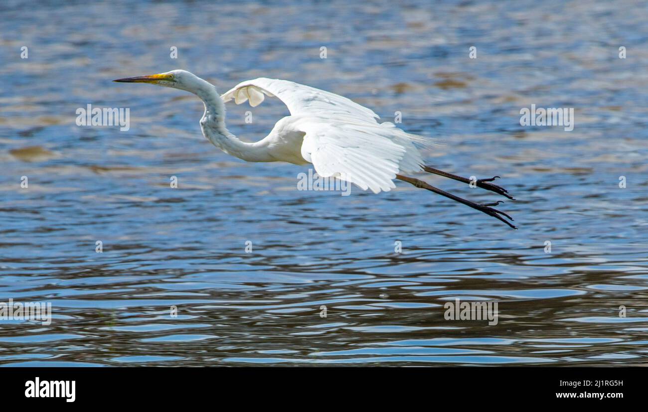 Australian intermediate egrets hi-res stock photography and images - Alamy