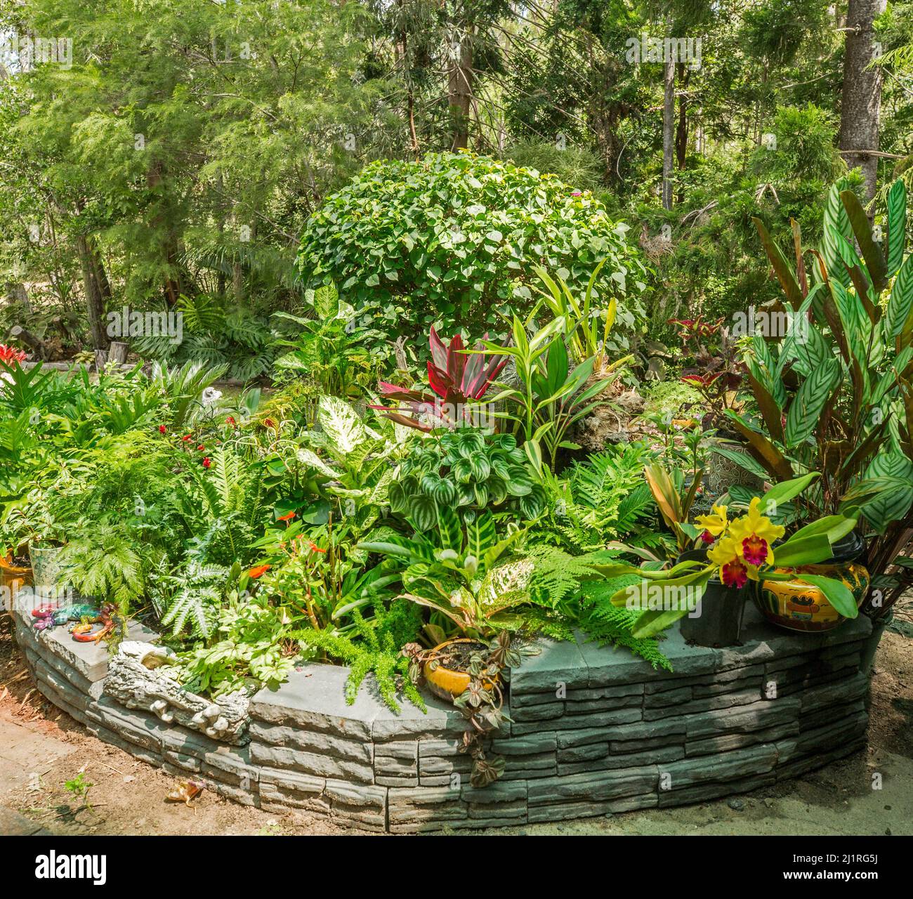 Garden with mass of lush ferns and other foliage plants growing in ...