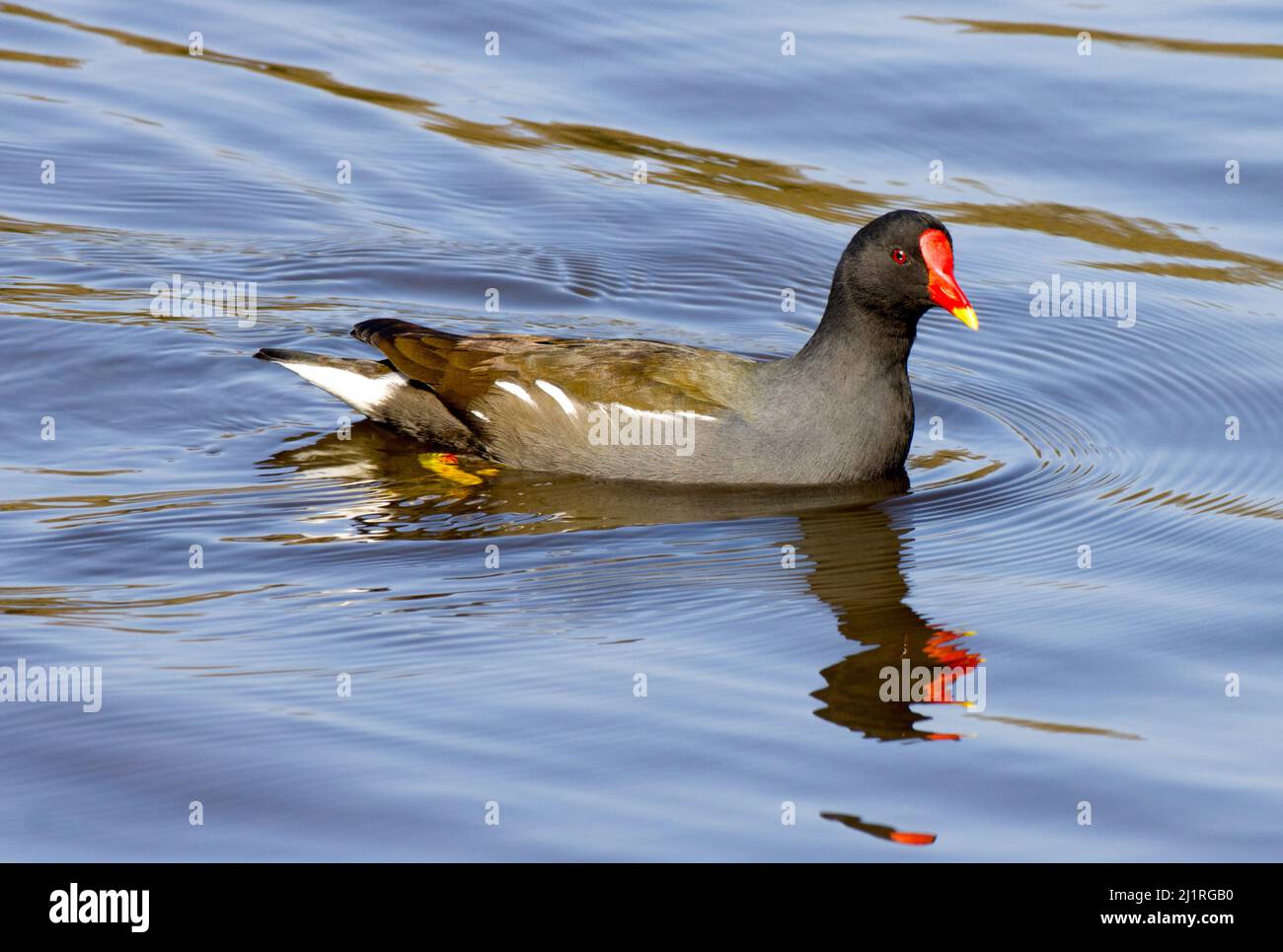 Common Moorhen Gallinula Chloropus Stock Photo - Alamy