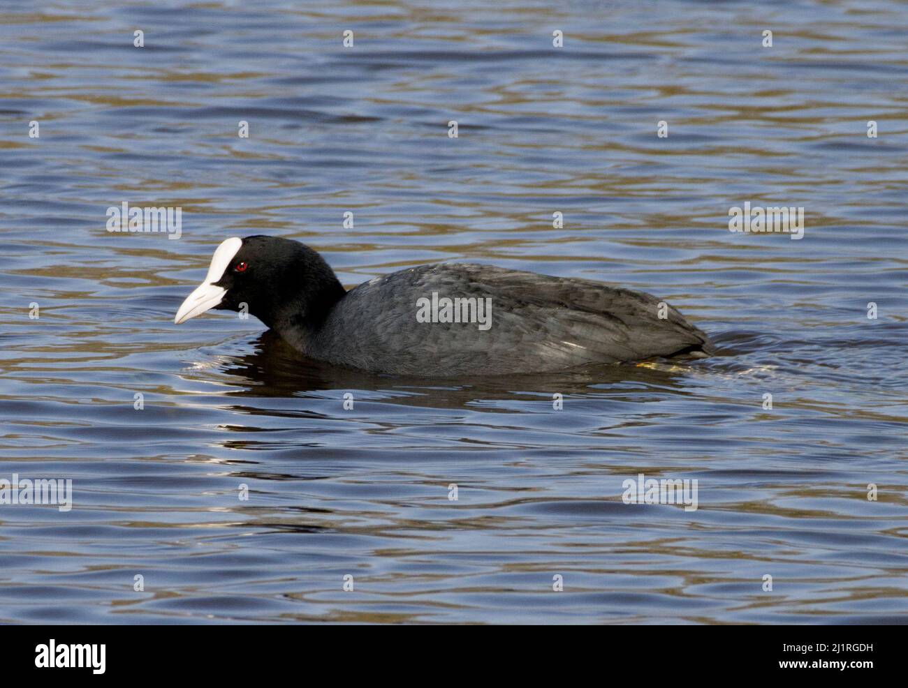 Common coot uk hi-res stock photography and images - Alamy