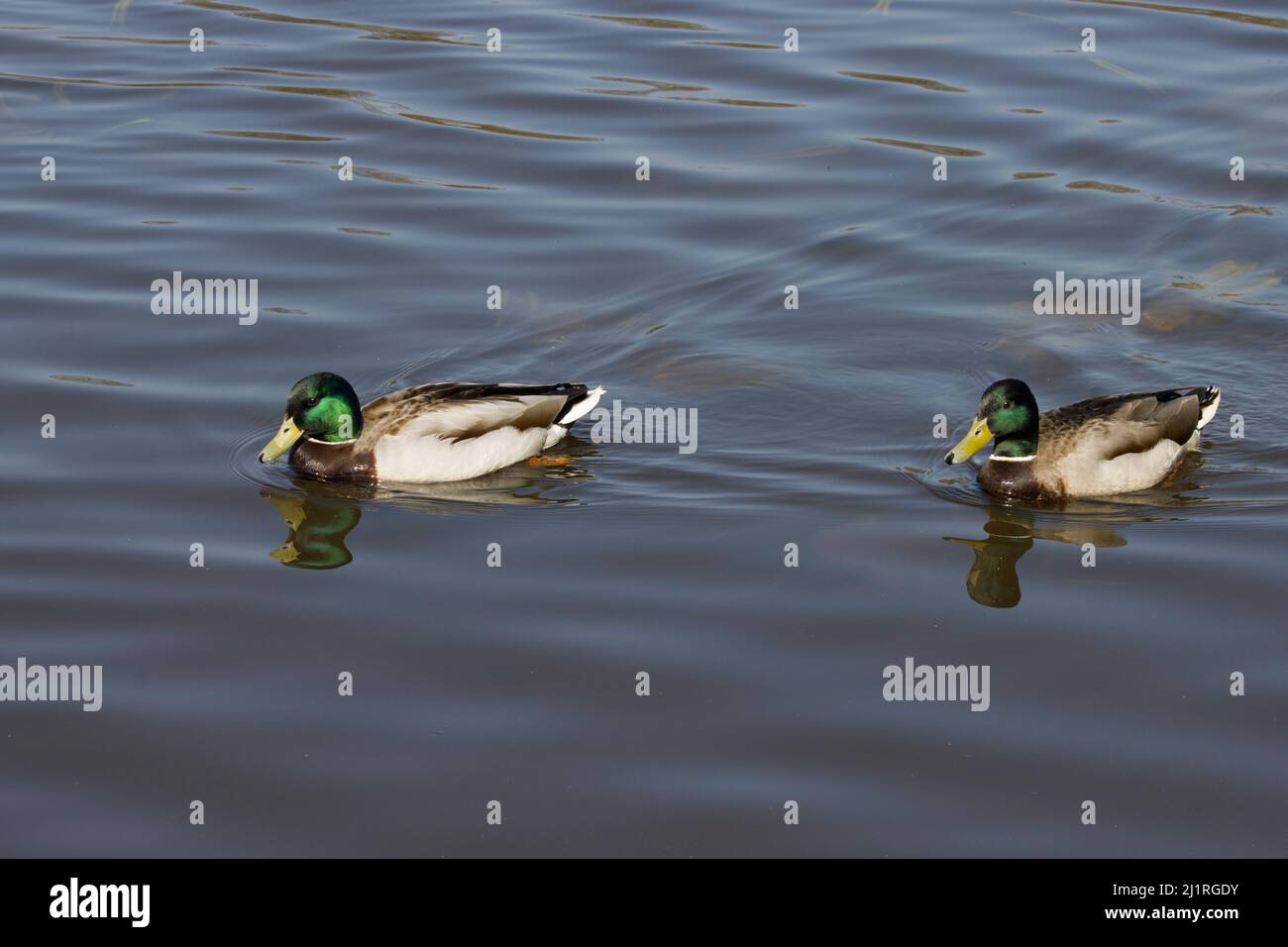 Two Male Mallard Ducks Anas platyrhynchos Stock Photo - Alamy