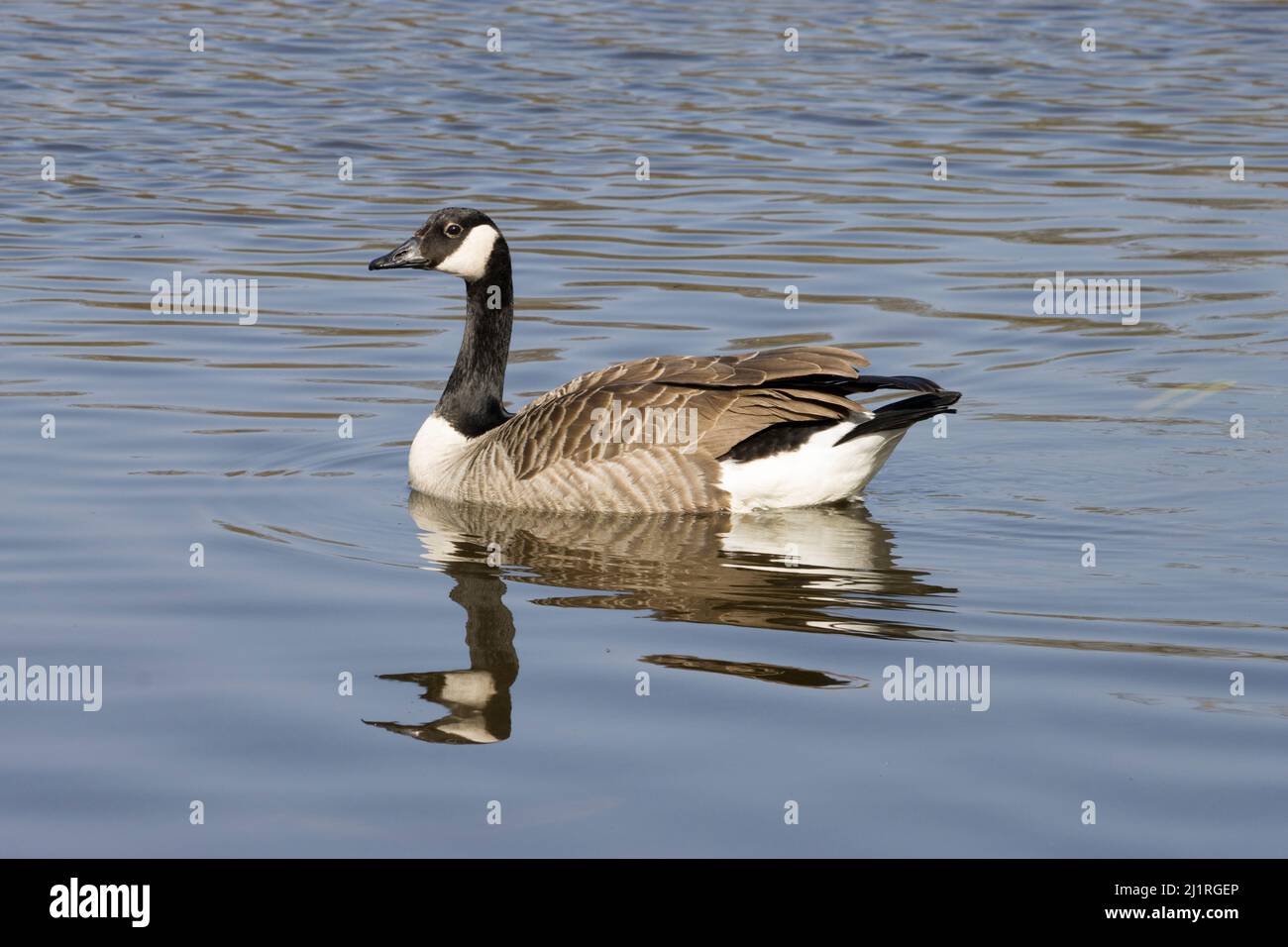 Canada Canadian Goose Branta Canadensis Stock Photo - Alamy